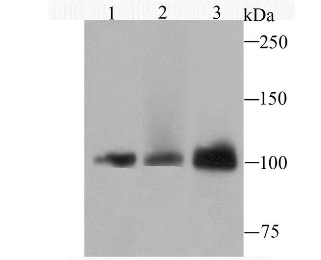 LIG4 Rabbit anti-Human, Clone: 2D9, Bioss 100 μL; Unconjugated ...