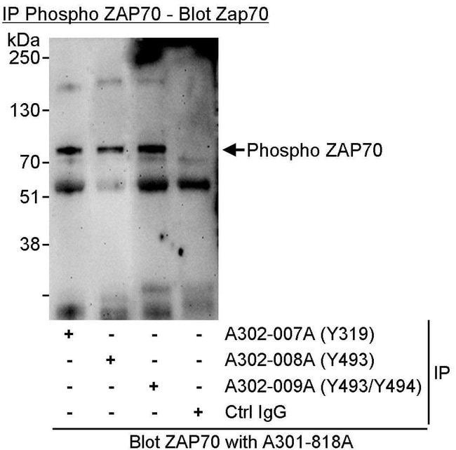 Phospho-ZAP70 (Tyr319) Rabbit anti-Human, Polyclonal, Bethyl ...