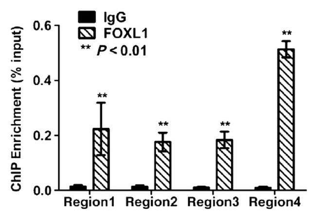 turboGFP Mouse anti-Tag, Clone: OTI2H8, liquid, TrueMAB 100 μL ...