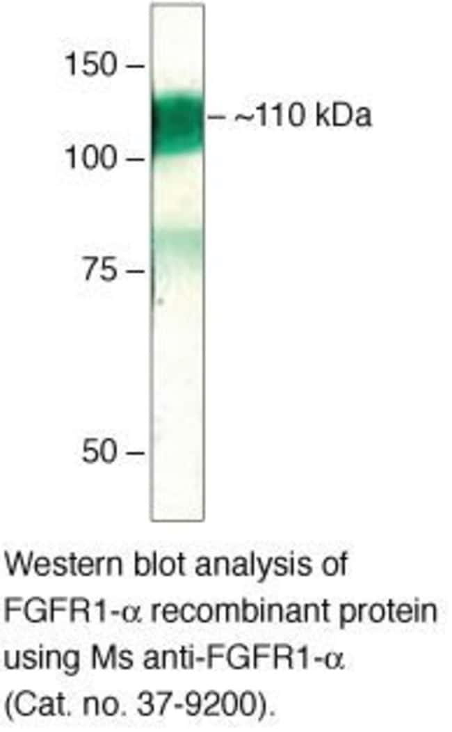 FGFR1 Monoclonal Antibody (M2F12), Invitrogen™ 100 μg; Unconjugated ...