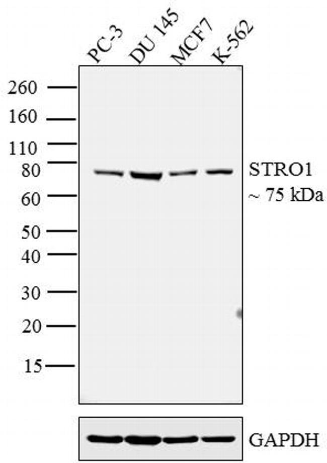 STRO-1 Monoclonal Antibody (STRO-1), Invitrogen 100 μL; Unconjugated ...
