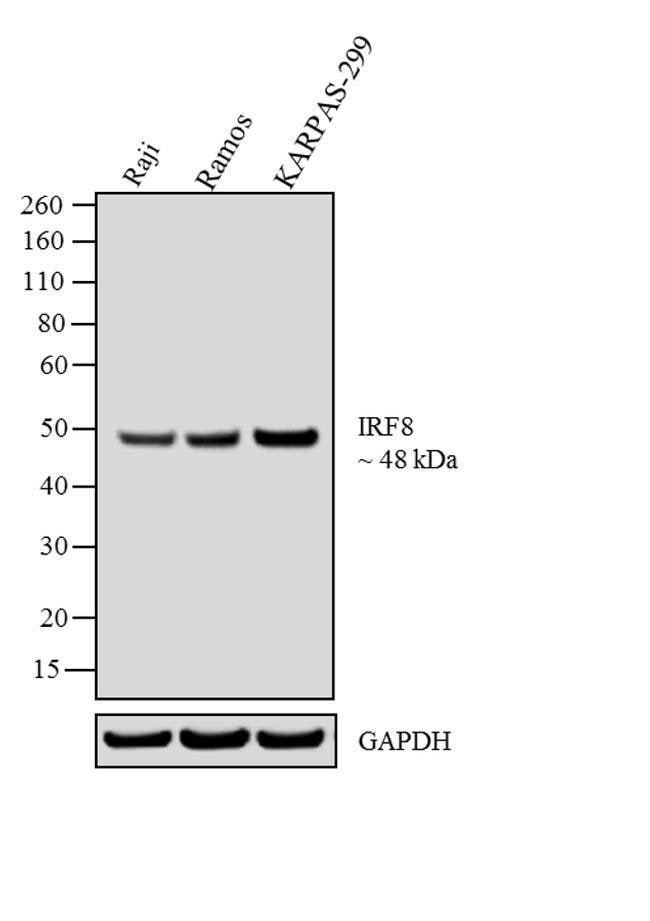 IRF8 Monoclonal Antibody (ZI003), Invitrogen™ 100 μg; Unconjugated IRF8 ...