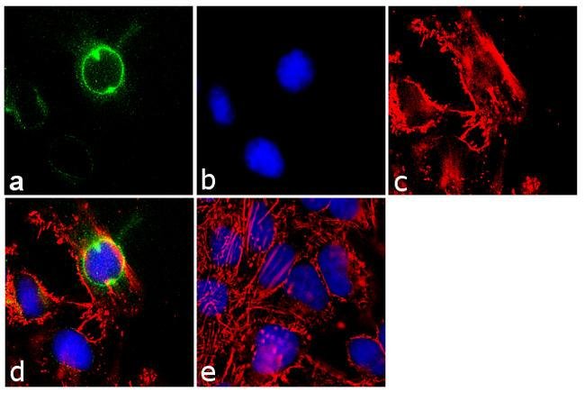 CEP170 Monoclonal Antibody (72-413-1), Invitrogen™ 100 μg; Unconjugated ...