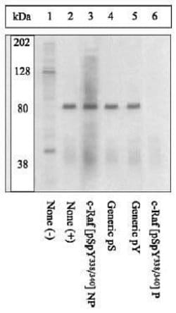 Phospho-c-Raf (Ser338, Tyr340) Rabbit anti-Human, Polyclonal ...