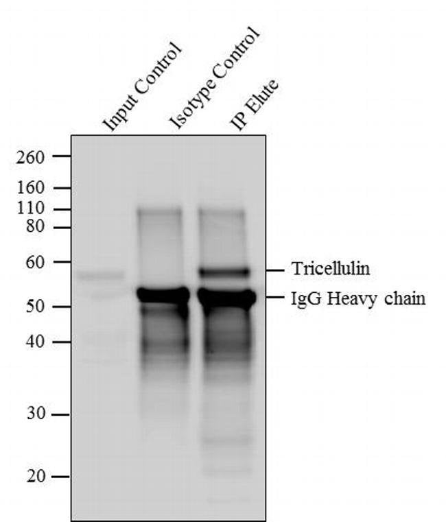 Invitrogen MARVELD2 Recombinant Rabbit Monoclonal Antibody (54H19L38) 100 | Fisher Scientific