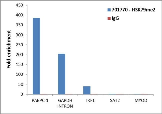 H3K79me2 Recombinant Rabbit Monoclonal Antibody (21H23L16), Invitrogen ...