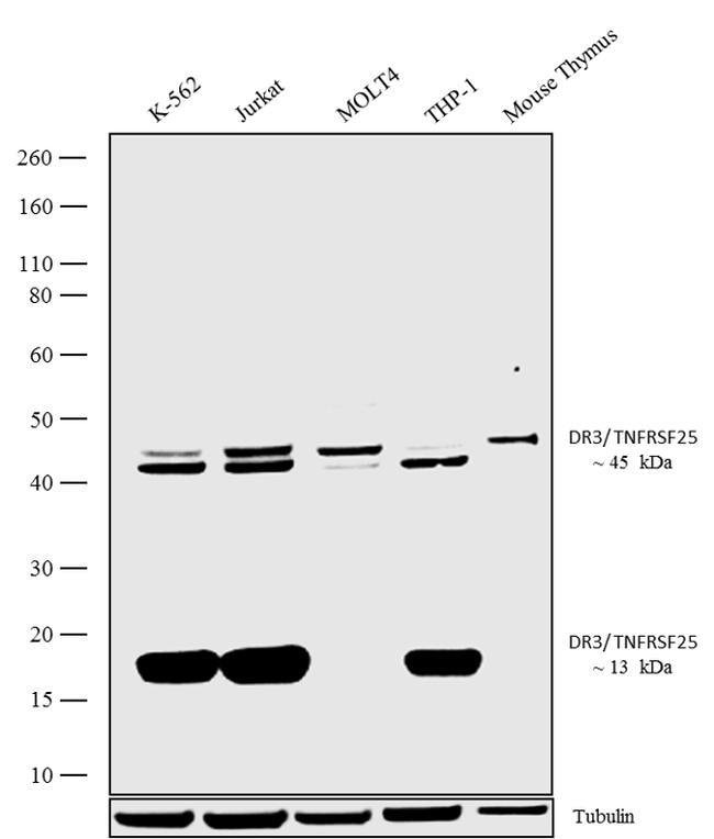DR3 Rabbit anti-Human, Mouse, Invitrogen 100 μg; Unconjugated ...