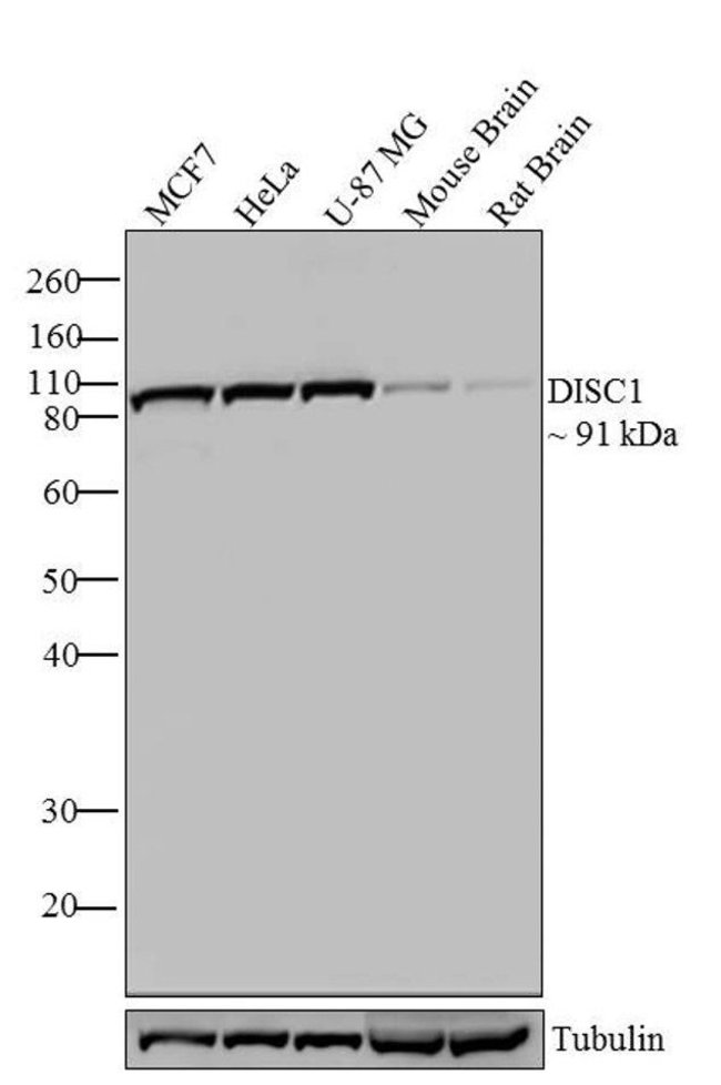 DISC1 Recombinant Polyclonal Antibody (4HCLC), Invitrogen 100μg ...