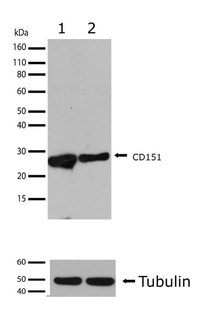 CD151 Recombinant Polyclonal Antibody (17HCLC), Invitrogen 100 μg ...