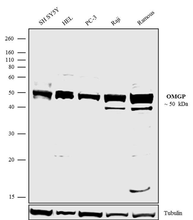 Invitrogen OMG Polyclonal Antibody 100 μg; Unconjugated:Antibodies ...