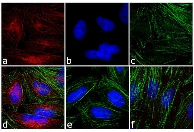 F(ab')2-Goat anti-Mouse IgG (H+L) Highly Cross-Adsorbed Secondary ...