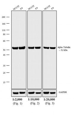 Invitrogen F(ab')2-Goat anti-Rat IgG (H+L) Cross-Adsorbed Secondary ...