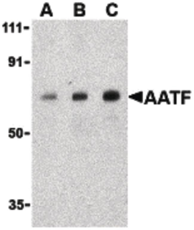 AATF Polyclonal Antibody, Invitrogen™ 100 μg; Unconjugated Primary ...