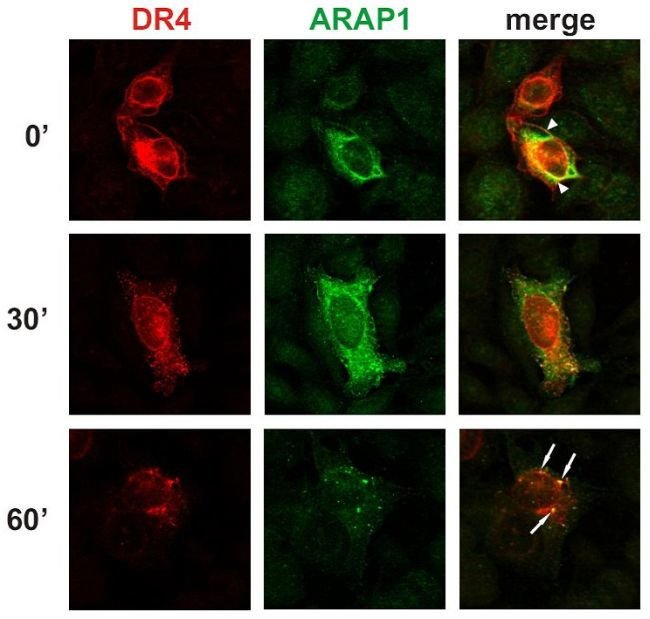 ARAP1 Monoclonal Antibody (ARAP1-2), Invitrogen™ 100 μg; Unconjugated ...