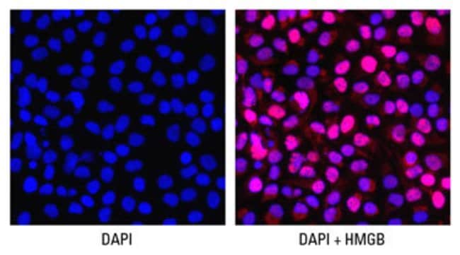 Thermo Scientific Pierce DAPI Nuclear Counterstain DAPI powder; 10mg ...