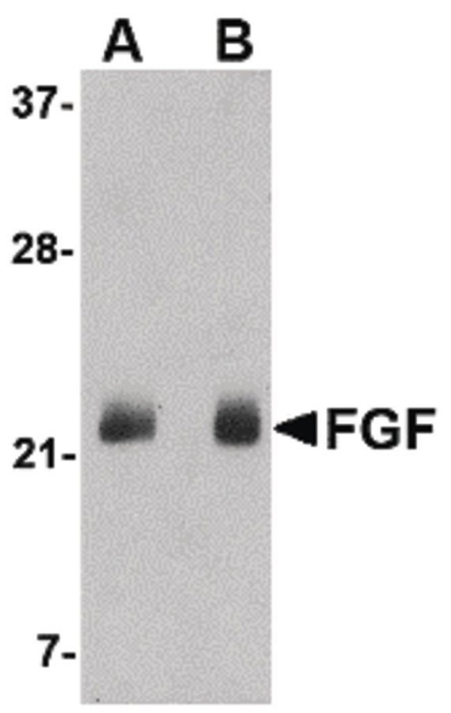 FGF4 Polyclonal Antibody, Invitrogen™ 100 μg; Unconjugated Primary ...