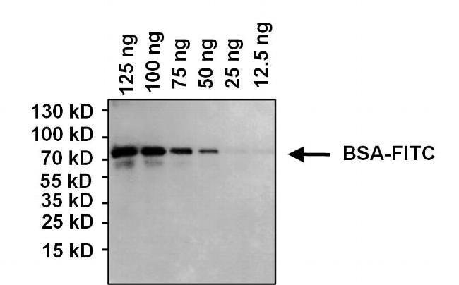 FITC Monoclonal Antibody (#9), Invitrogen 1 mg; Unconjugated:Antibodies ...