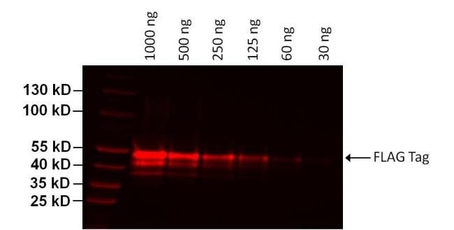DYKDDDDK Tag Monoclonal Antibody (FG4R), DyLight™ 680, Invitrogen™ 50 ...