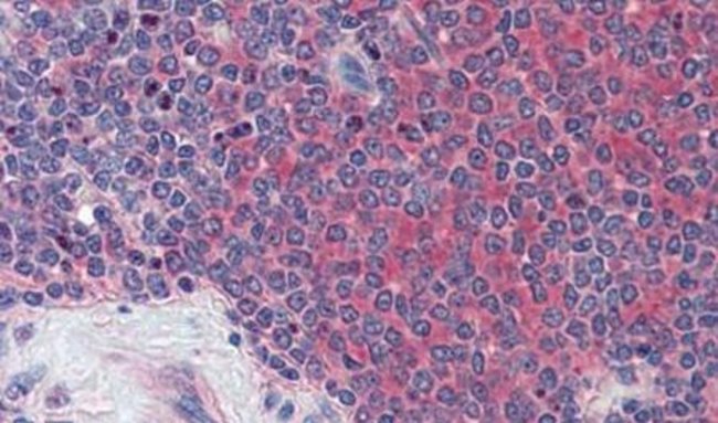 GLG1 Polyclonal Antibody, Invitrogen™ 50 μg; Unconjugated | Fisher ...