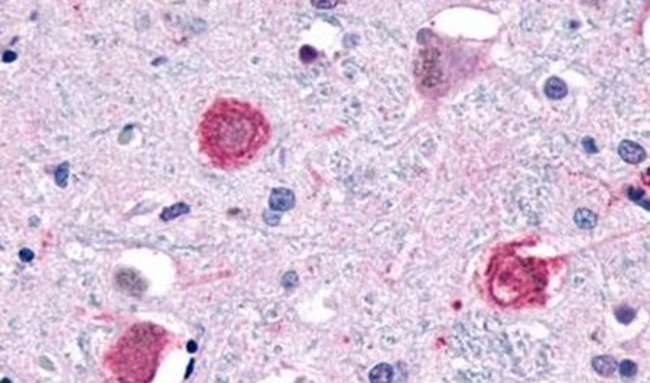 GPR1 Polyclonal Antibody, Invitrogen™ 50 μg; Unconjugated Ver productos ...