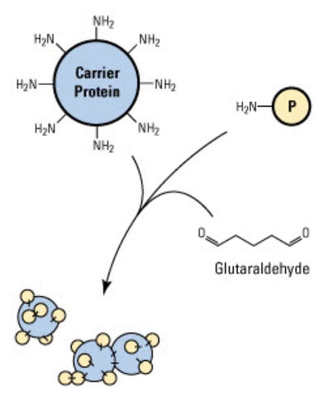 Thermo Scientific Imject BSA Protein and EDC Conjugation Kit BSA in PBS ...