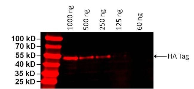 Invitrogen HA Tag Monoclonal Antibody (2-2.2.14), DyLight 680 50 μL ...