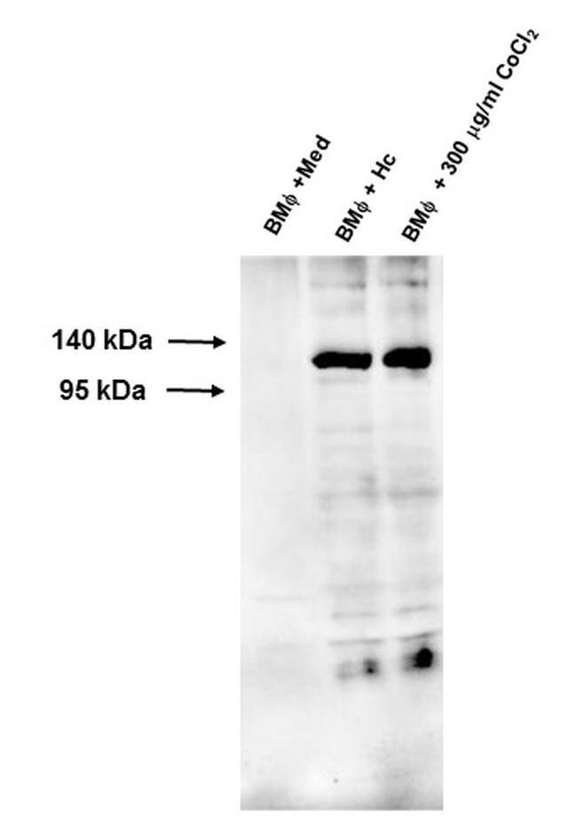 PKA alpha Monoclonal Antibody (6D2.1), Invitrogen 100 μg; Unconjugated ...