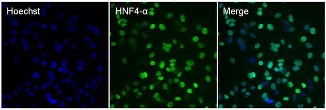 HNF4A Monoclonal Antibody (K9218), Invitrogen 100 μL; Unconjugated ...