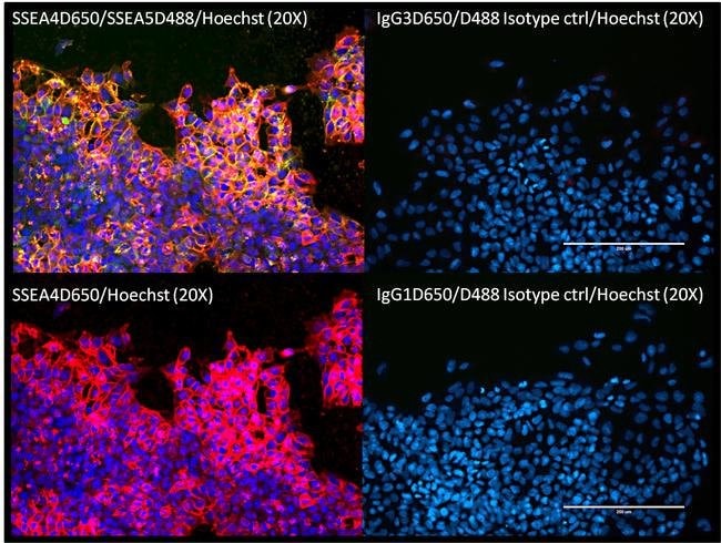 Invitrogen Mouse IgG3 Isotype Control (PPV-07), DyLight 650 100 μg ...