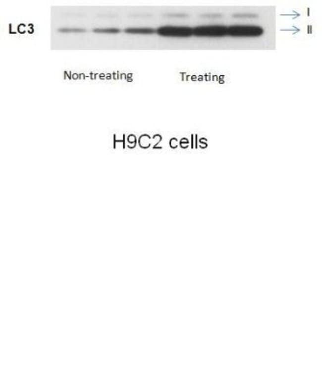 LC3A/LC3B Polyclonal Antibody, Invitrogen™ 100 μL; Unconjugated Primary ...