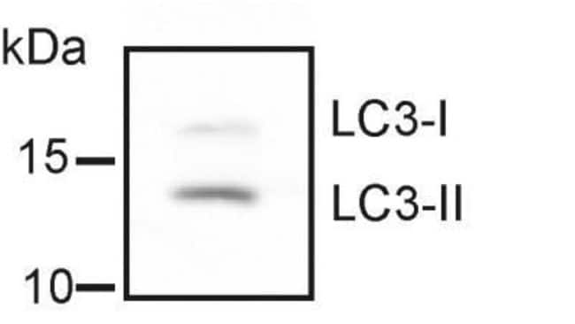LC3A/LC3B Polyclonal Antibody, Invitrogen™ 100 μL; Unconjugated Primary ...
