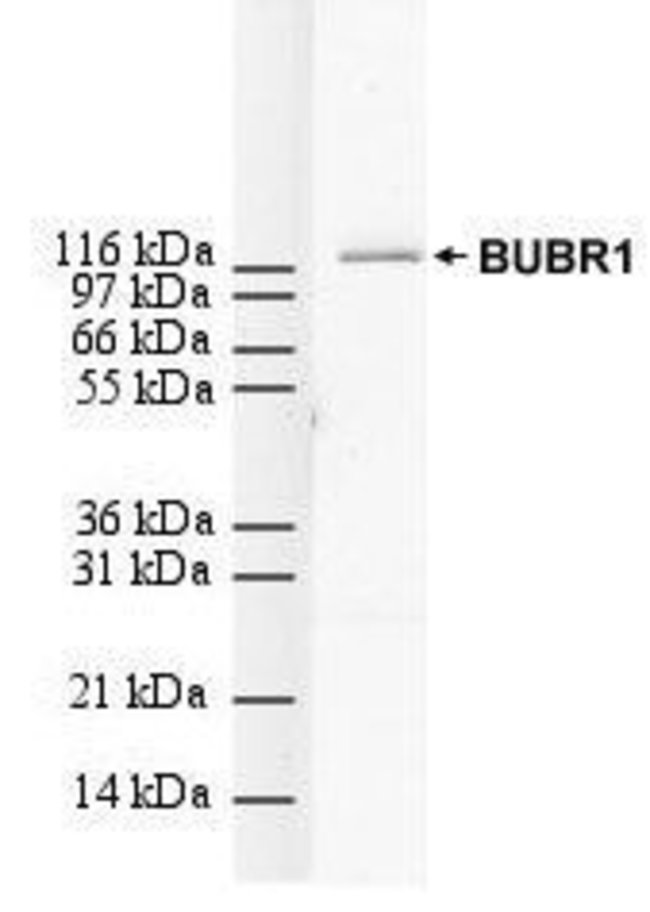 BUBR1 Monoclonal Antibody (8G1), Invitrogen 100 μL; Unconjugated ...