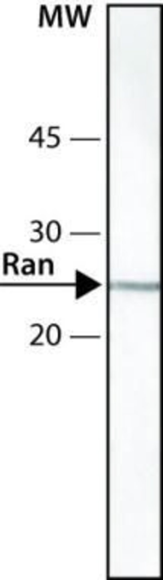 RAN Monoclonal Antibody (ARAN1), Invitrogen 50 μL; Unconjugated ...