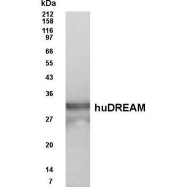 EGF Monoclonal Antibody (S-177), Invitrogen™ 250 μg; Unconjugated EGF ...