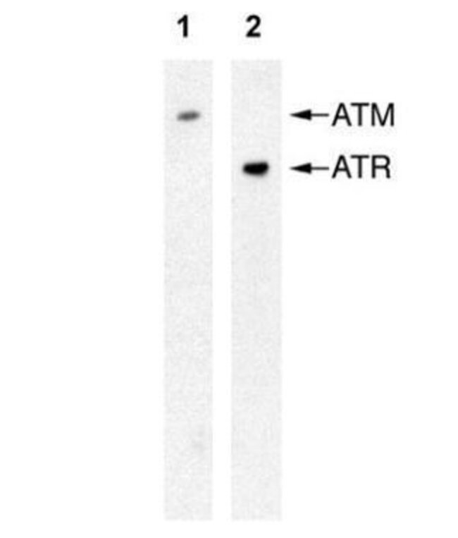 ATM Monoclonal Antibody (2C1), Invitrogen™ 100 μL; Unconjugated ...