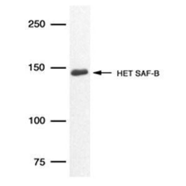 SAFB Monoclonal Antibody (6F7), Invitrogen™ 100 μL; Unconjugated ...