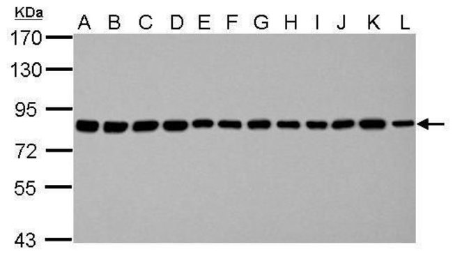 Nuclear Matrix Protein p84 Monoclonal Antibody (5E10), Invitrogen™ 100 ...