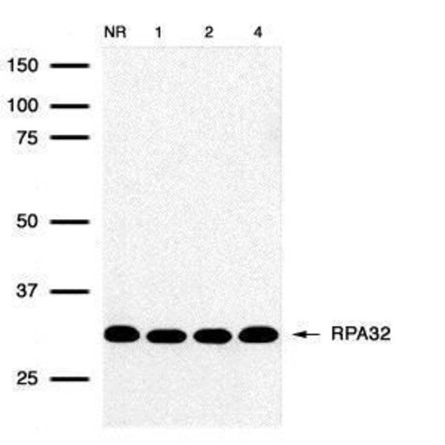 RPA2 Monoclonal Antibody (12F3.3), Invitrogen™ 100 μg; Unconjugated ...
