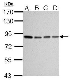 Ku80 Monoclonal Antibody (9403), Invitrogen 100 μL; Unconjugated ...