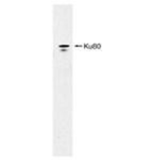 Ku80 Monoclonal Antibody (9403), Invitrogen 100 μL; Unconjugated ...