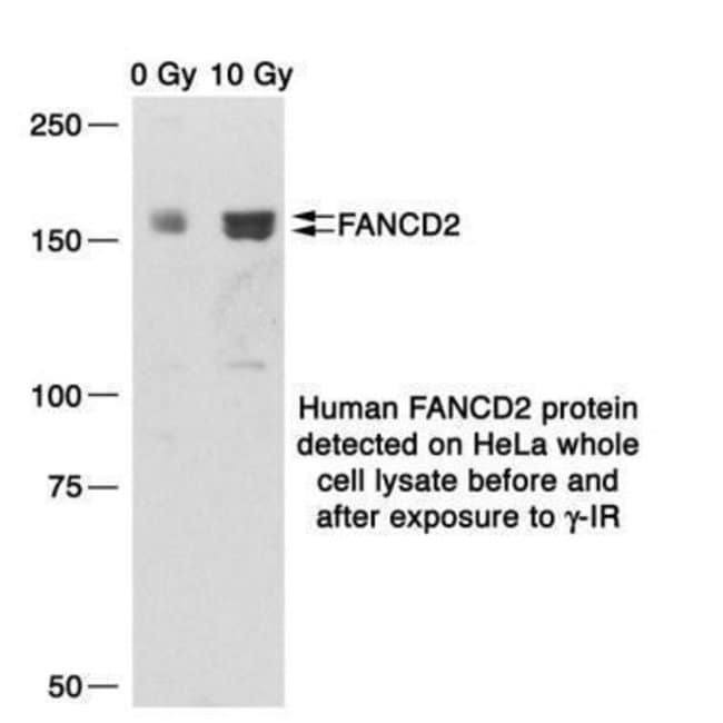 FANCD2 Monoclonal Antibody (6), Invitrogen™ 100 μg; Unconjugated ...
