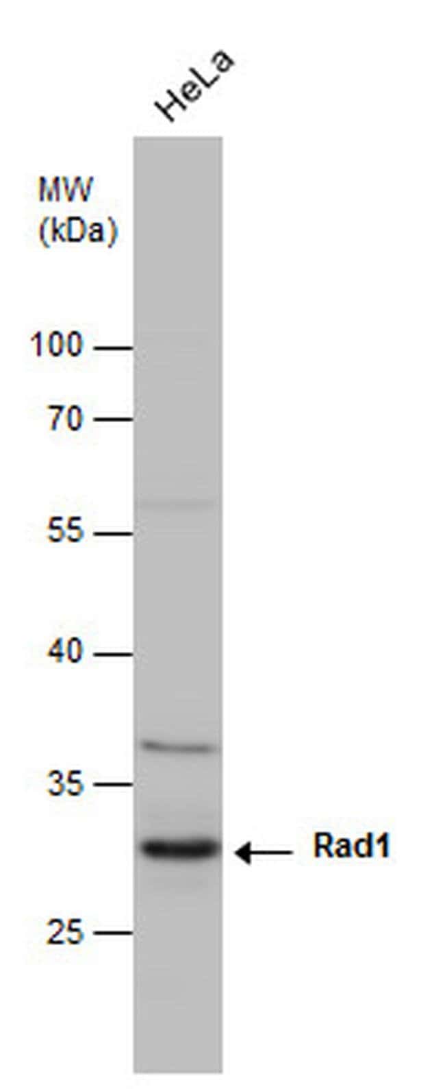 RAD1 Monoclonal Antibody (4126), Invitrogen™ 100 μL; Unconjugated ...