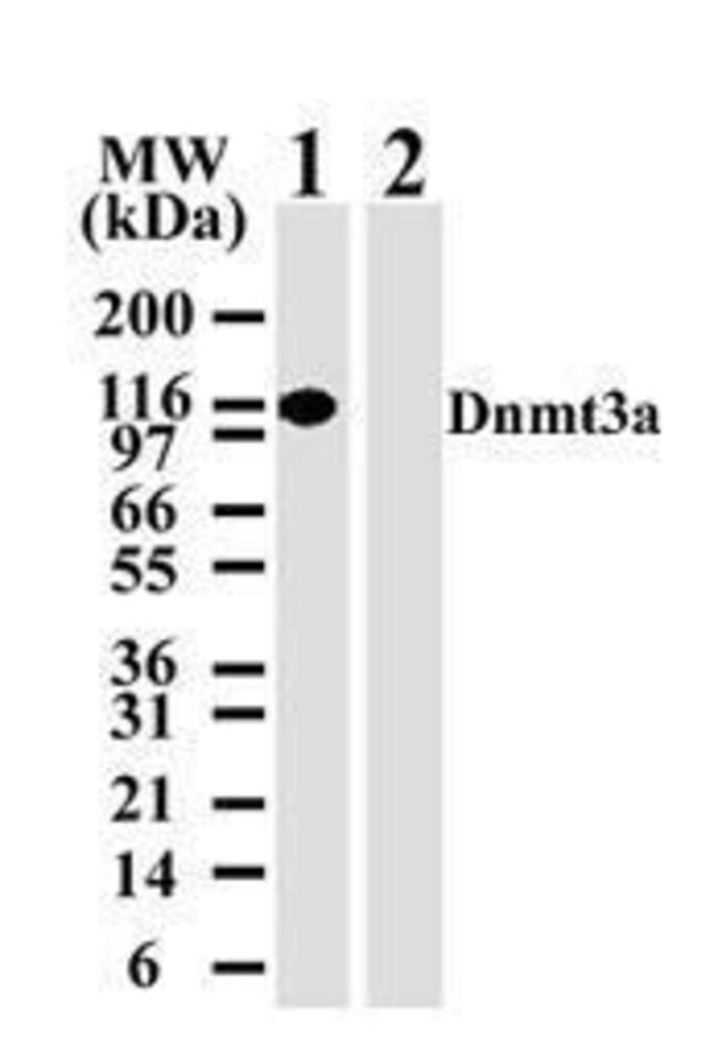 DNMT3A Monoclonal Antibody (64B814), Invitrogen™ 100 μg; Unconjugated ...
