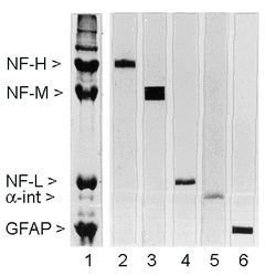 NF-H Monoclonal Antibody (NAP4), Invitrogen™ 100 μL; Unconjugated ...
