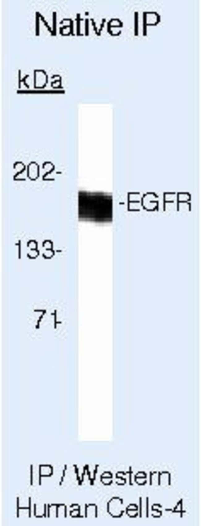 EGFR Monoclonal Antibody (111.6), Biotin, Invitrogen™ 500 μL; Biotin ...