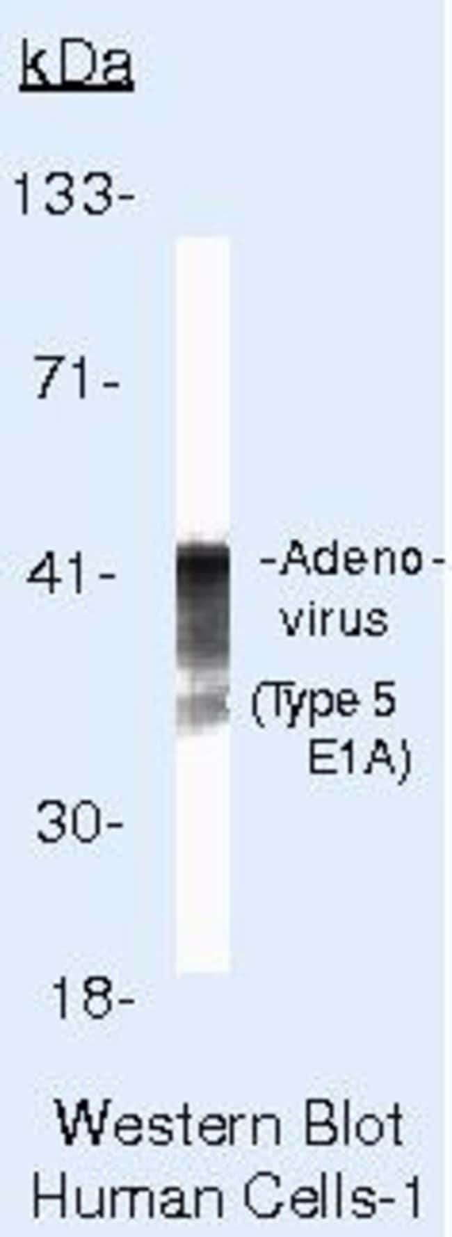 Adenovirus Type 5 Monoclonal Antibody (M58), Invitrogen 500 μL ...