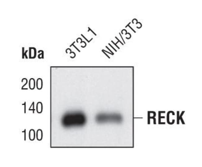Invitrogen RECK Monoclonal Antibody (F.286.6) 100 μL; Unconjugated ...