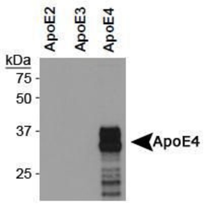 APOE Monoclonal Antibody (4E4), Invitrogen™ 100 μL; Unconjugated APOE ...
