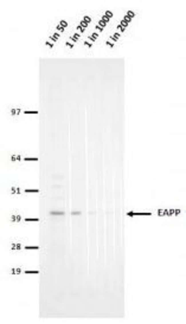 EAPP Monoclonal Antibody (1E4), Invitrogen 100 μL; Unconjugated ...