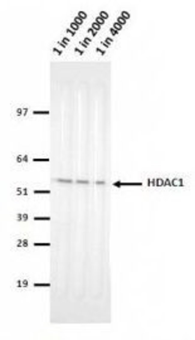 HDAC1 Monoclonal Antibody (10E2), Invitrogen™ 100 μL; Unconjugated ...